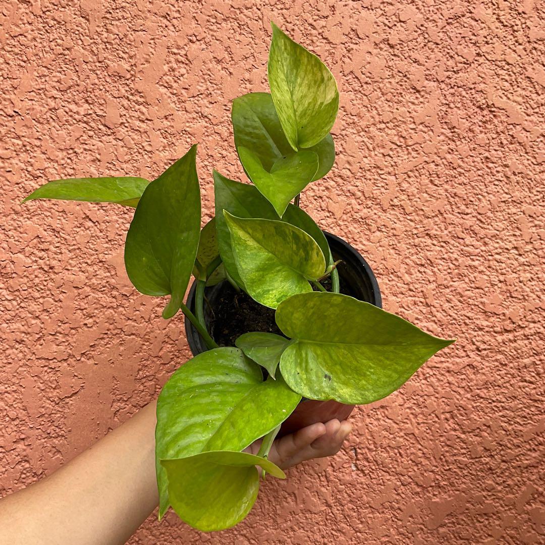 Jessenia Pothos, Furniture & Home Living, Gardening, Plants & Seeds on ...
