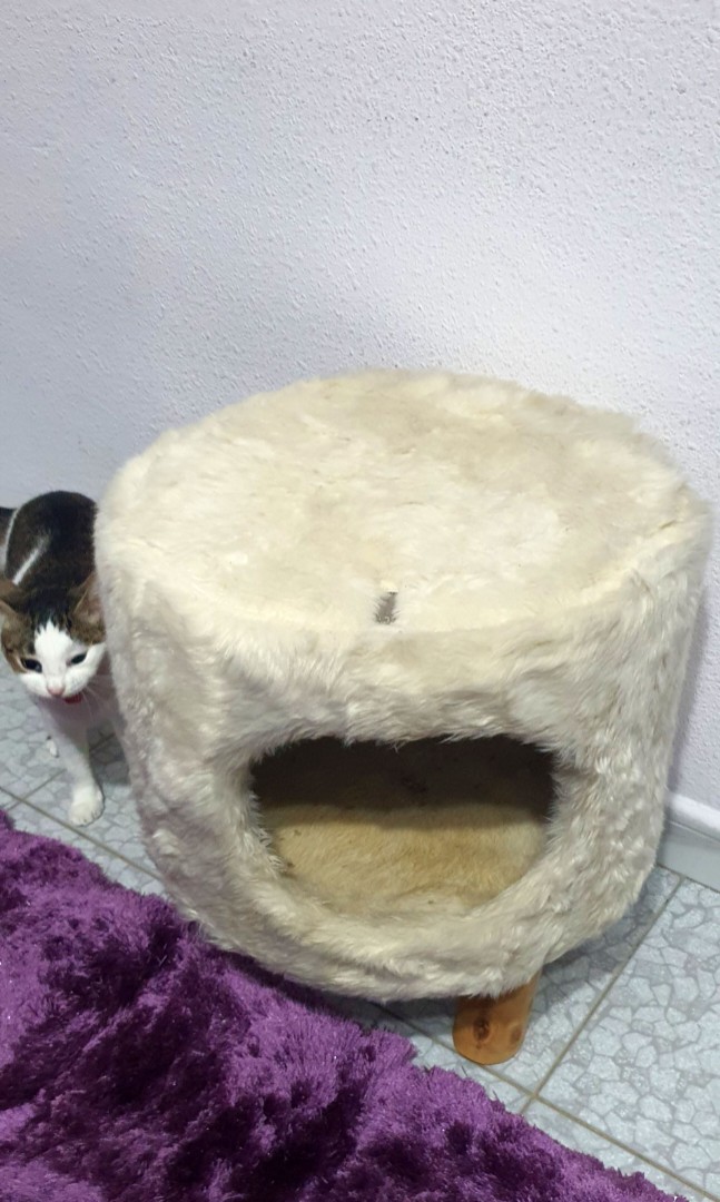 Cat House Stool, Pet Supplies, Homes & Other Pet Accessories on Carousell