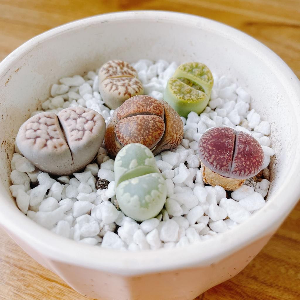 Colorful Lithops, Furniture & Home Living, Gardening, Plants & Seeds on ...