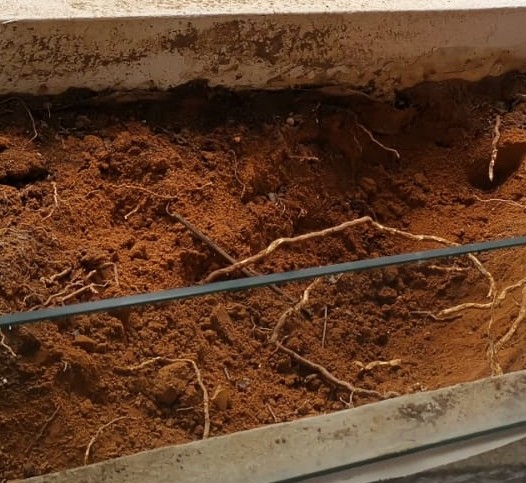 Free Gardening Soil (pack in bags), Furniture & Home Living, Gardening ...