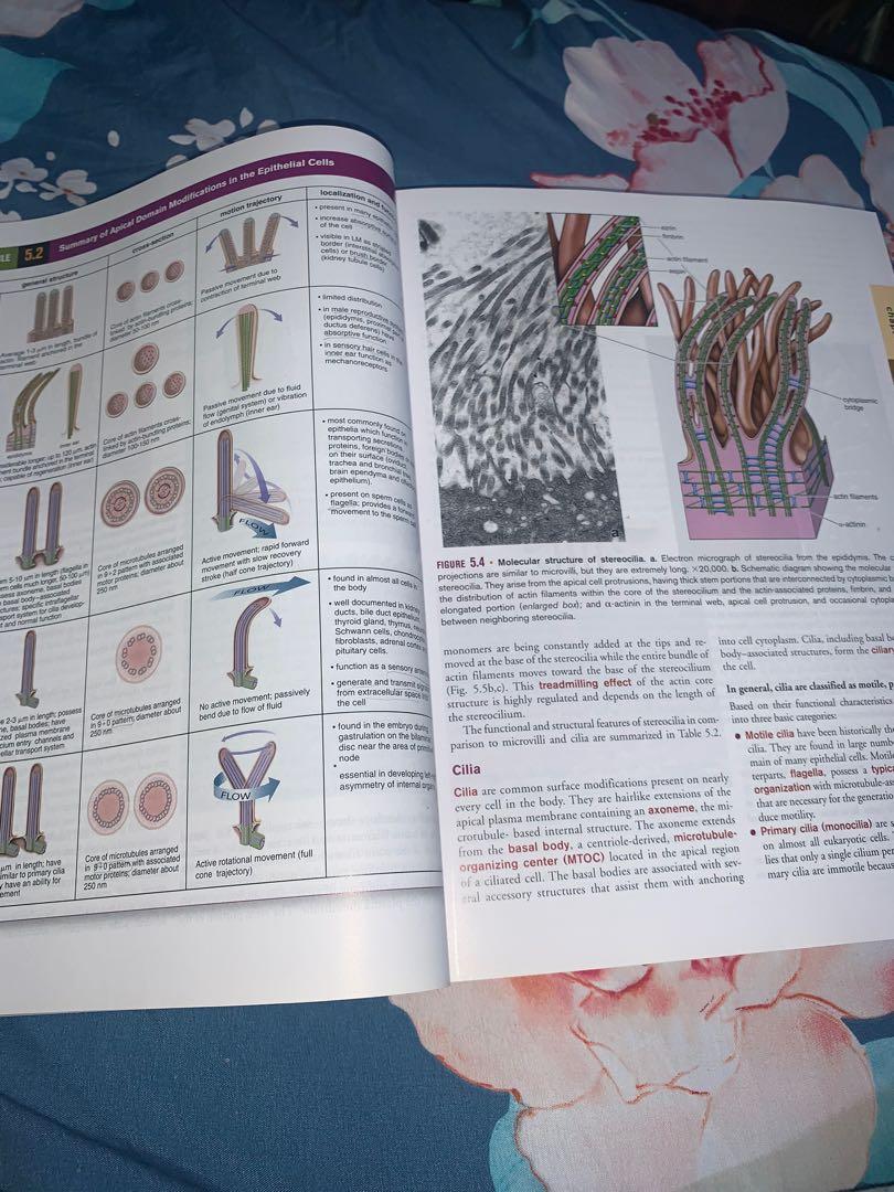 Histology - Text and Atlas by Ross and Pawlina, Hobbies & Toys, Books ...
