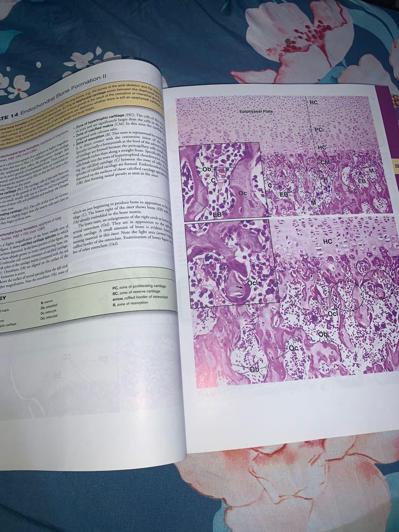 Histology - Text and Atlas by Ross and Pawlina, Hobbies & Toys, Books ...