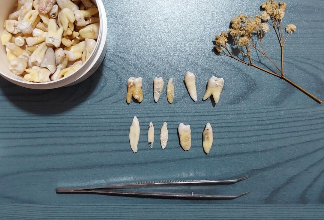 Natural Tooth Specimen, Looking For on Carousell