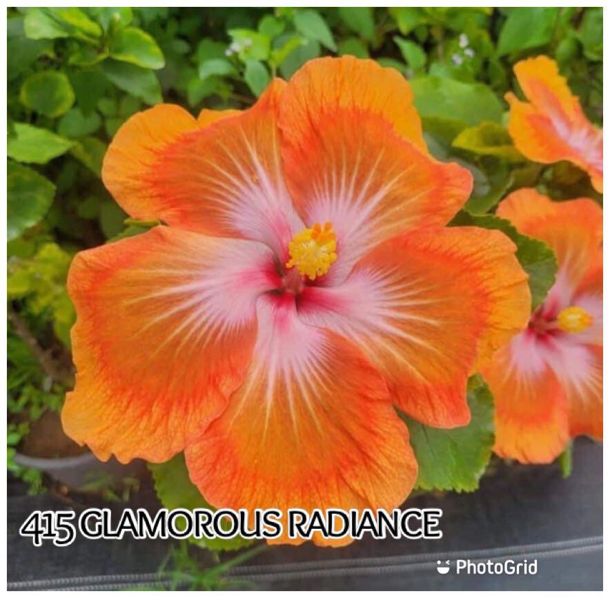 pokok bunga raya hibrid (hybrid hibiscus) - pokok kahwin, Furniture ...