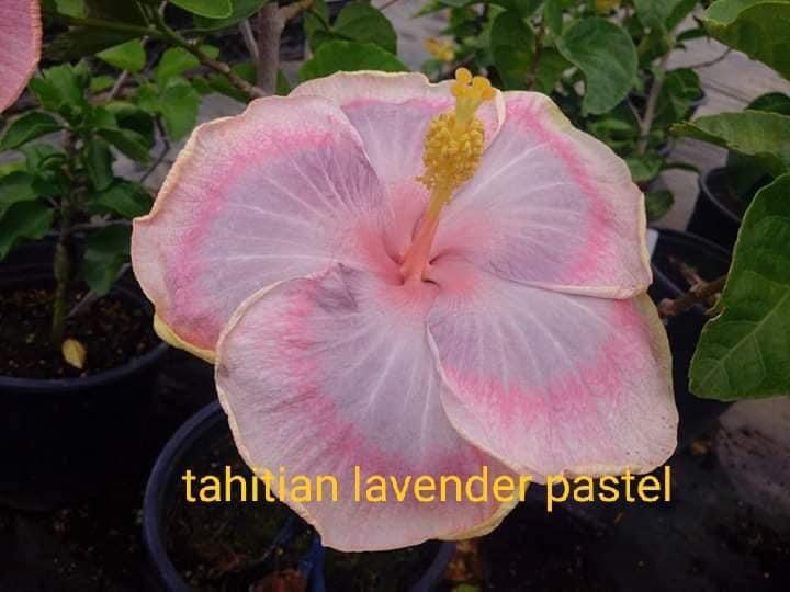 pokok bunga raya hibrid (hybrid hibiscus) - pokok kahwin, Furniture ...