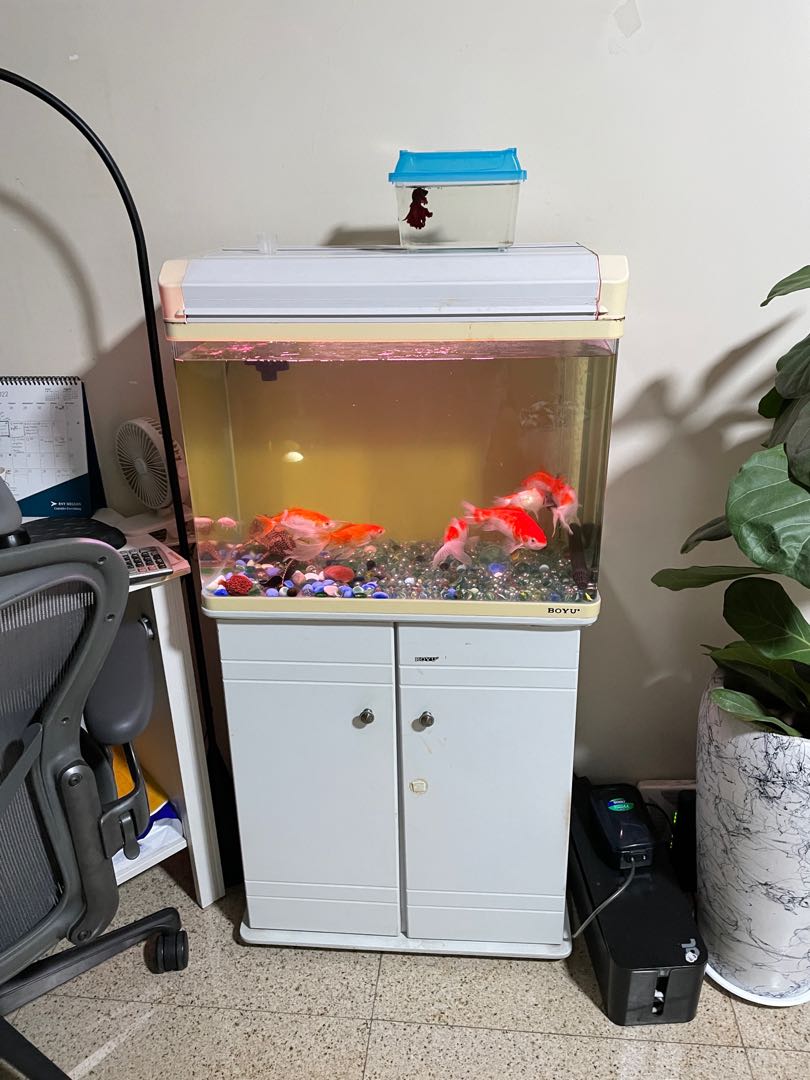 Boyu fish tank set for sale very cheap - 60L, Furniture & Home Living ...