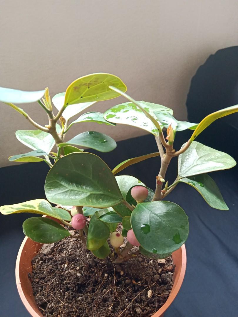 Delta Fig (Ficus deltoidea), Furniture & Home Living, Gardening, Plants ...