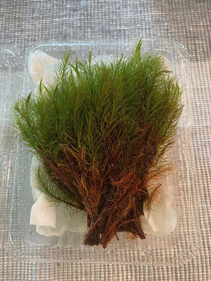 Live Moss from Japan for sale (Pyrrhobryum Dozyaum), Furniture & Home ...