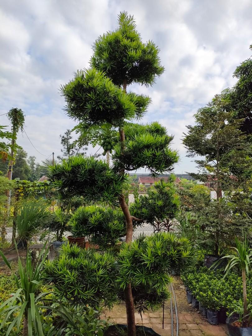 Podocarpus macrophyllus (Luo Hansong), Furniture & Home Living ...