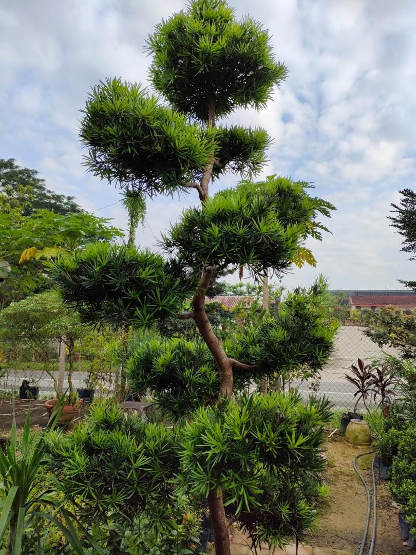 Podocarpus macrophyllus (Luo Hansong), Furniture & Home Living ...