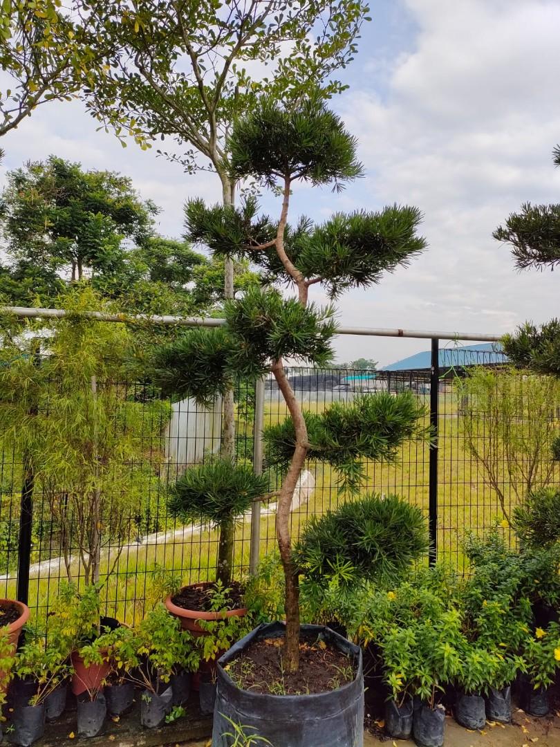 Podocarpus macrophyllus (Luo Hansong), Furniture & Home Living ...