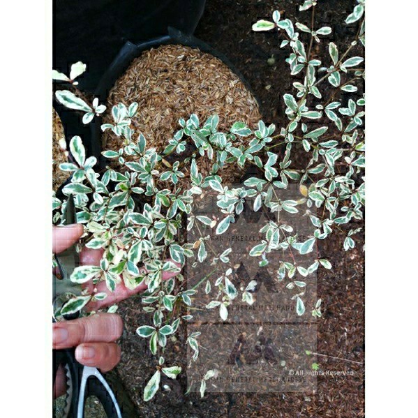 Variegated African Talisay, Furniture & Home Living, Gardening, Plants ...