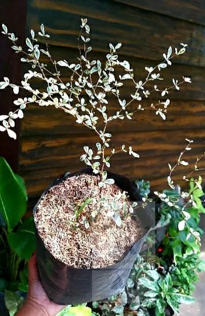 Variegated African Talisay, Furniture & Home Living, Gardening, Plants ...