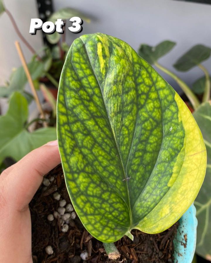 Variegated Peru, Furniture & Home Living, Gardening, Plants & Seeds on ...