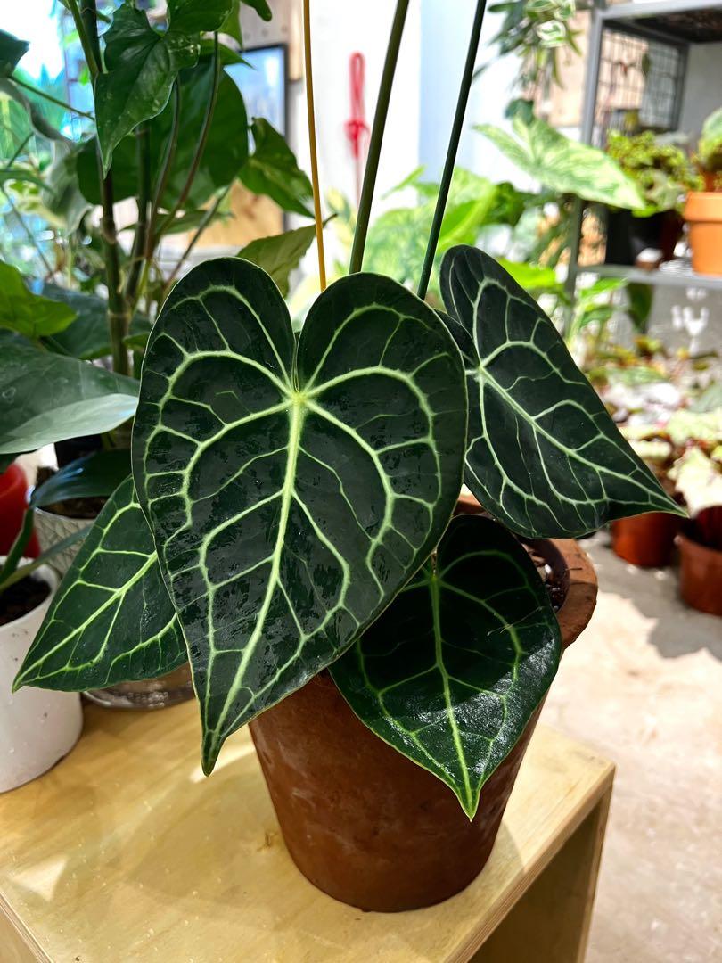 Anthurium clarinervium 圓葉花燭連紅陶盆, 傢俬＆家居, 園藝, 植物及種子 - Carousell
