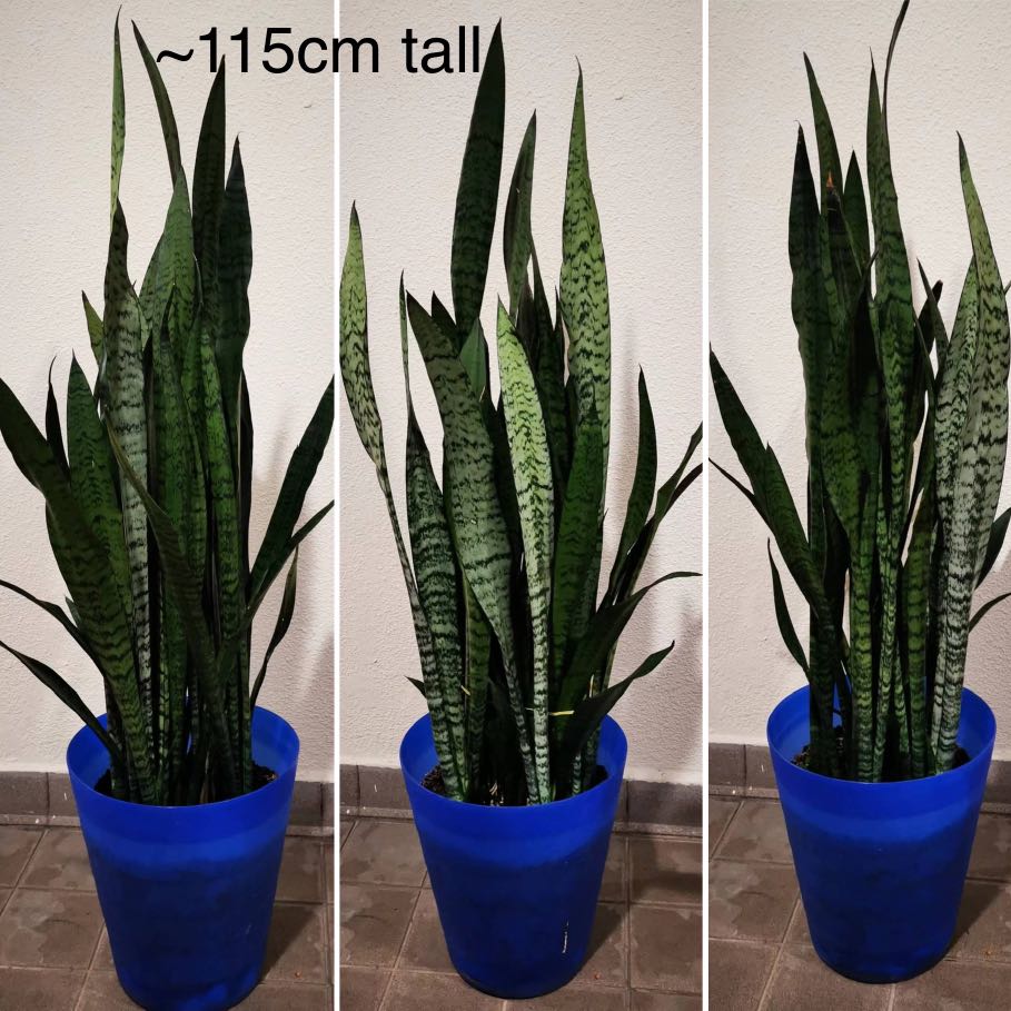 Beautiful tall Snake Plant, Furniture & Home Living, Gardening, Plants ...