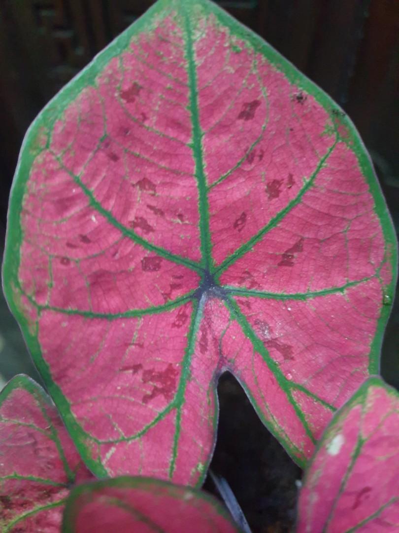 Caladium Red Devil Hybrid, Furniture & Home Living, Gardening, Plants ...