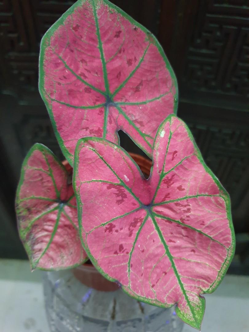 Caladium Red Devil Hybrid, Furniture & Home Living, Gardening, Plants ...