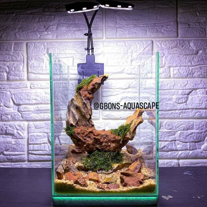 Crescent Moon Betta Tank Aquascape Minimalist, Pet Supplies, Homes ...