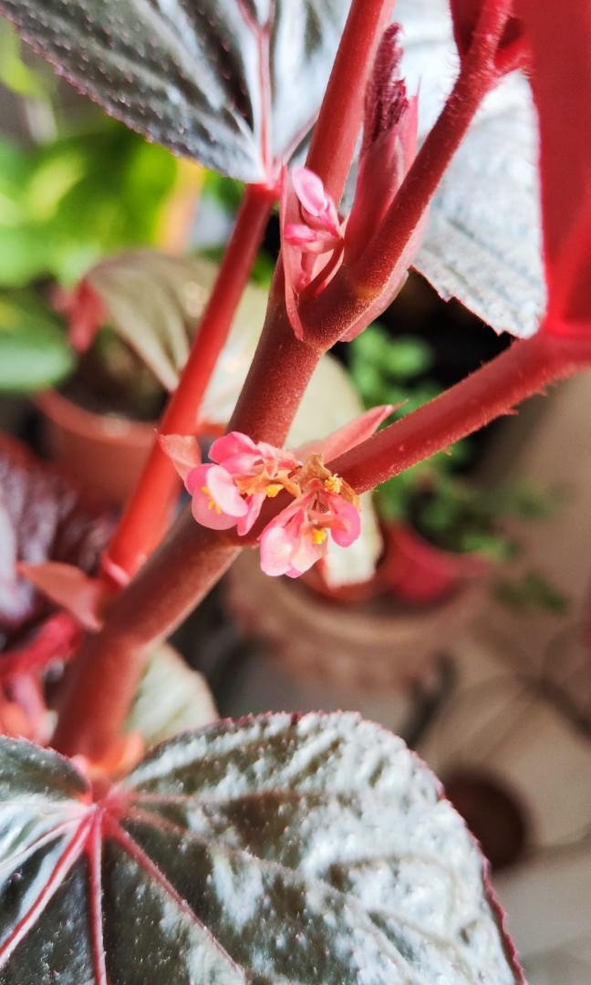 Flowering Begonia Arabian Sunset., Furniture & Home Living, Gardening ...