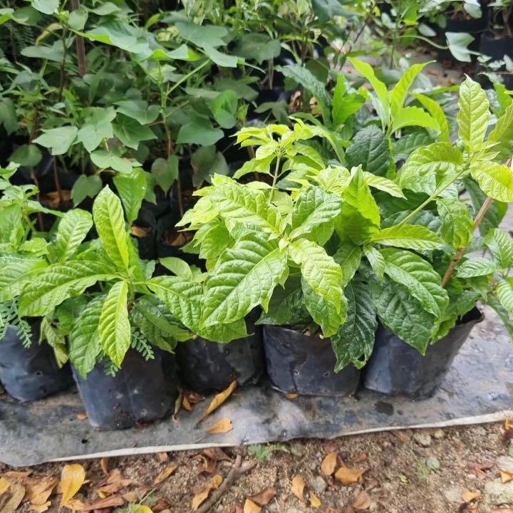 Pokok bunga rare african gardenia, Furniture & Home Living, Gardening ...