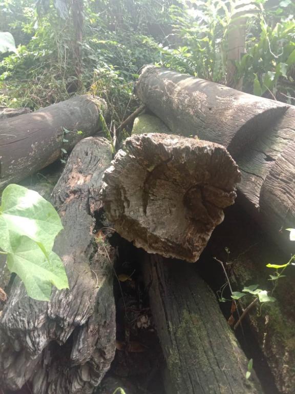 Antique Molave Logs, Furniture & Home Living, Outdoor Furniture on ...
