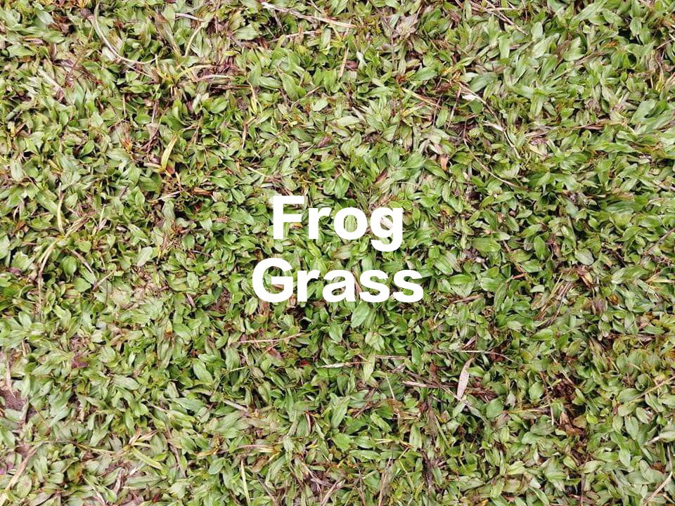 Frog grass, Furniture & Home Living, Gardening, Plants & Seeds on Carousell