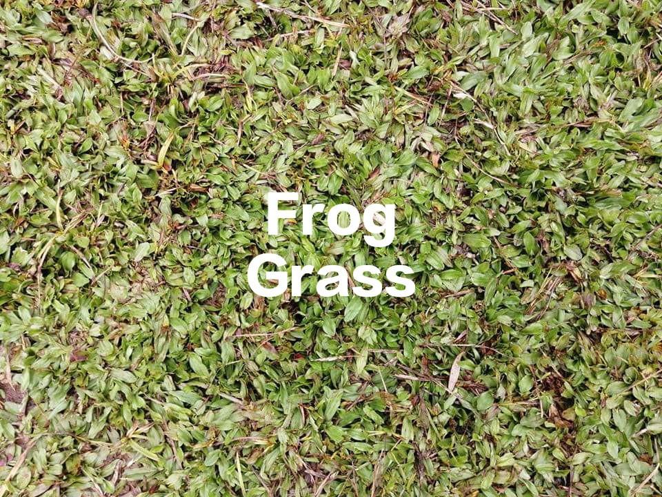 Frog grass, Furniture & Home Living, Gardening, Plants & Seeds on Carousell
