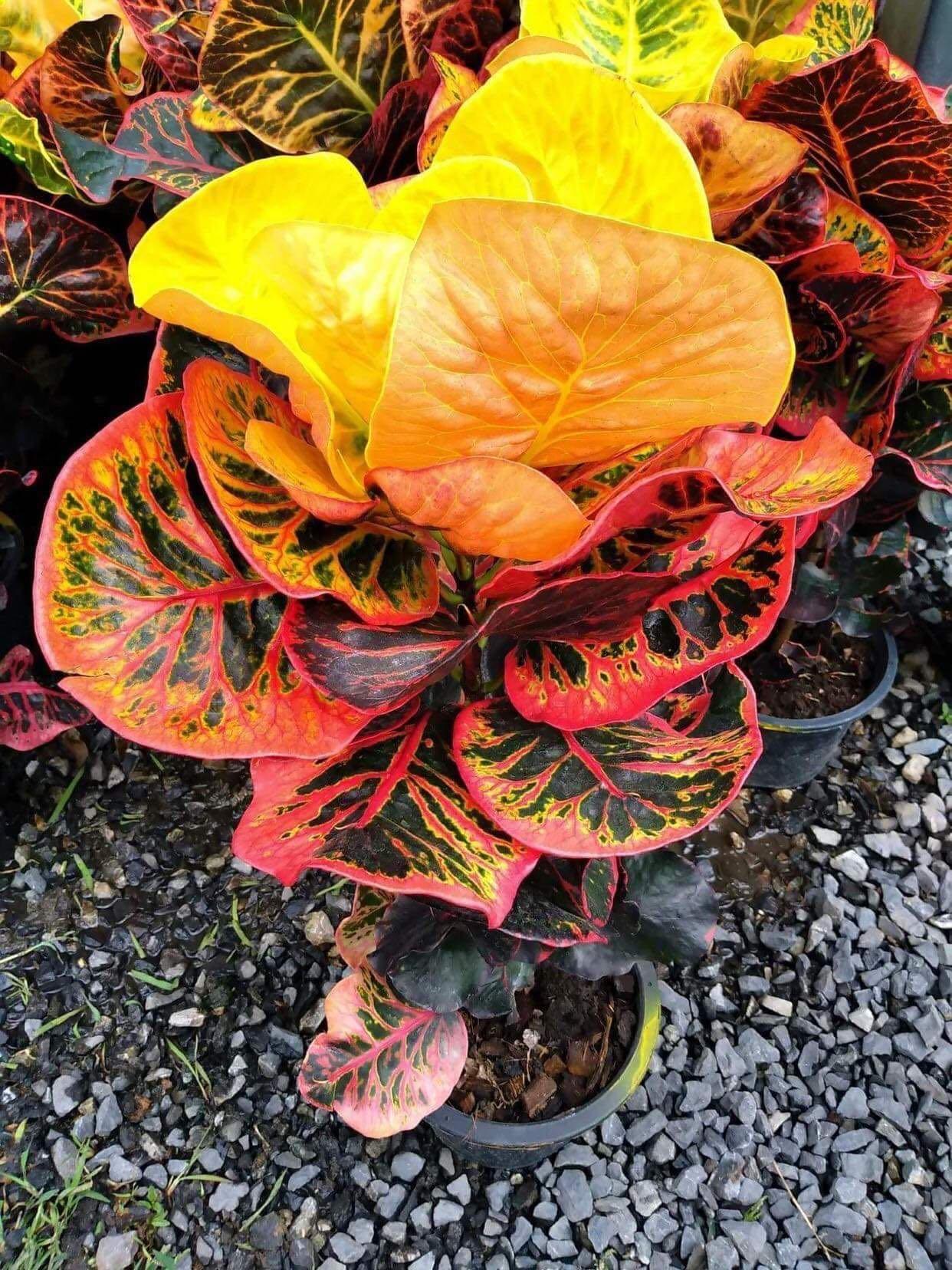 Hatyai millionaire thai croton, Furniture & Home Living, Gardening ...