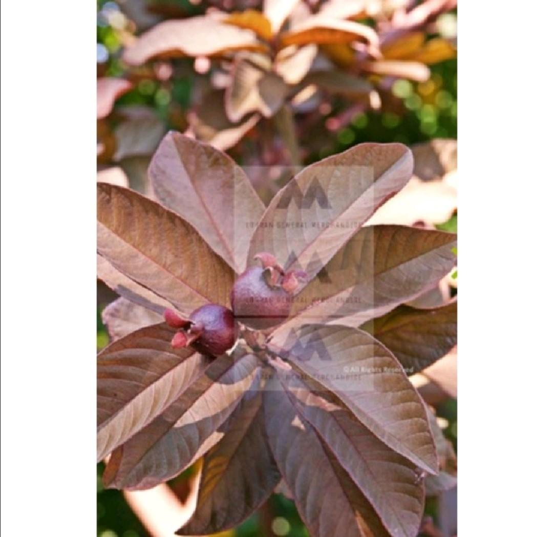 Malaysian Red Guava Tree (psidium guajava) Tree Seedlings, Furniture ...