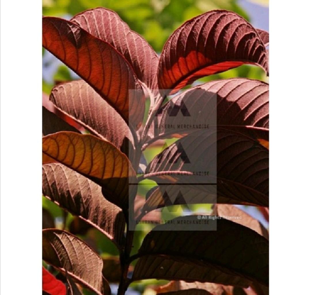 Malaysian Red Guava Tree (psidium guajava) Tree Seedlings, Furniture ...