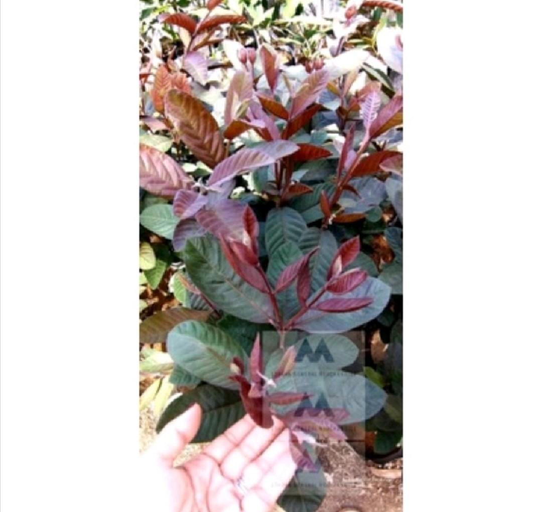 Malaysian Red Guava Tree (psidium guajava) Tree Seedlings, Furniture ...