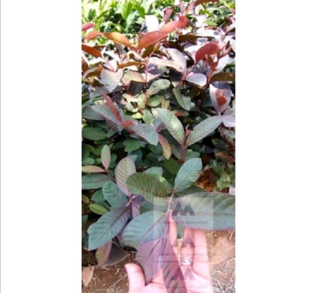 Malaysian Red Guava Tree (psidium guajava) Tree Seedlings, Furniture ...