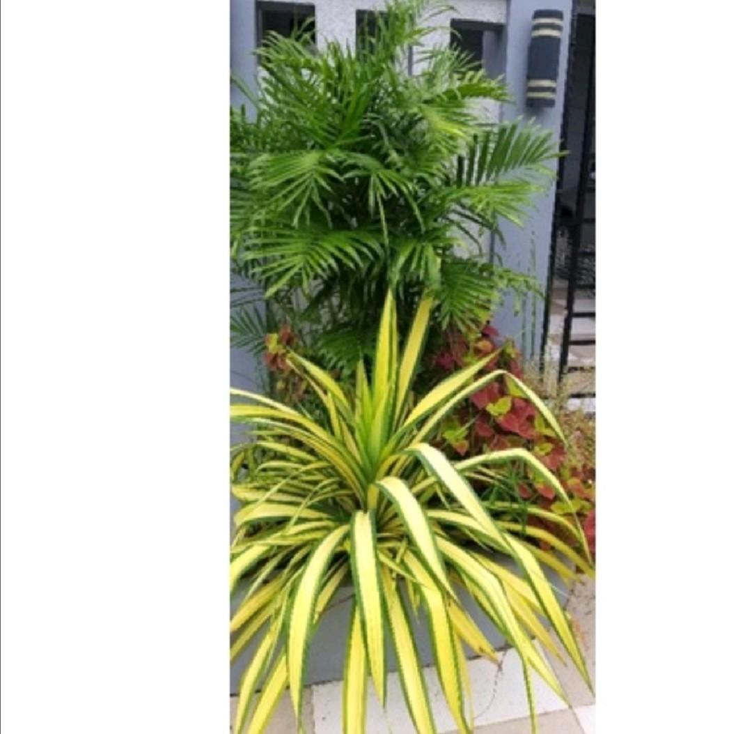 Pandanus Variegated (Golden) - Plant, Furniture & Home Living ...