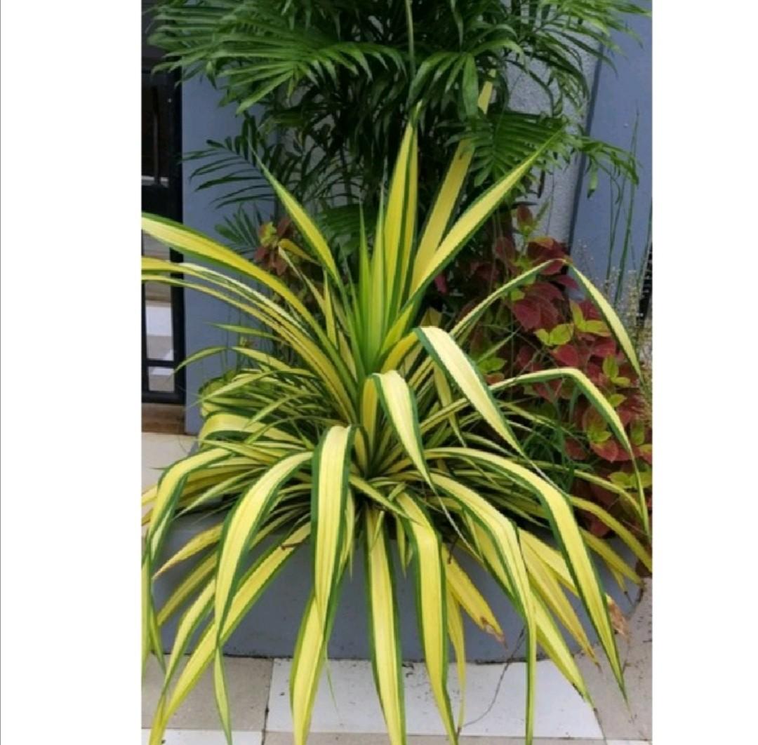 Pandanus Variegated (Golden) - Plant, Furniture & Home Living ...