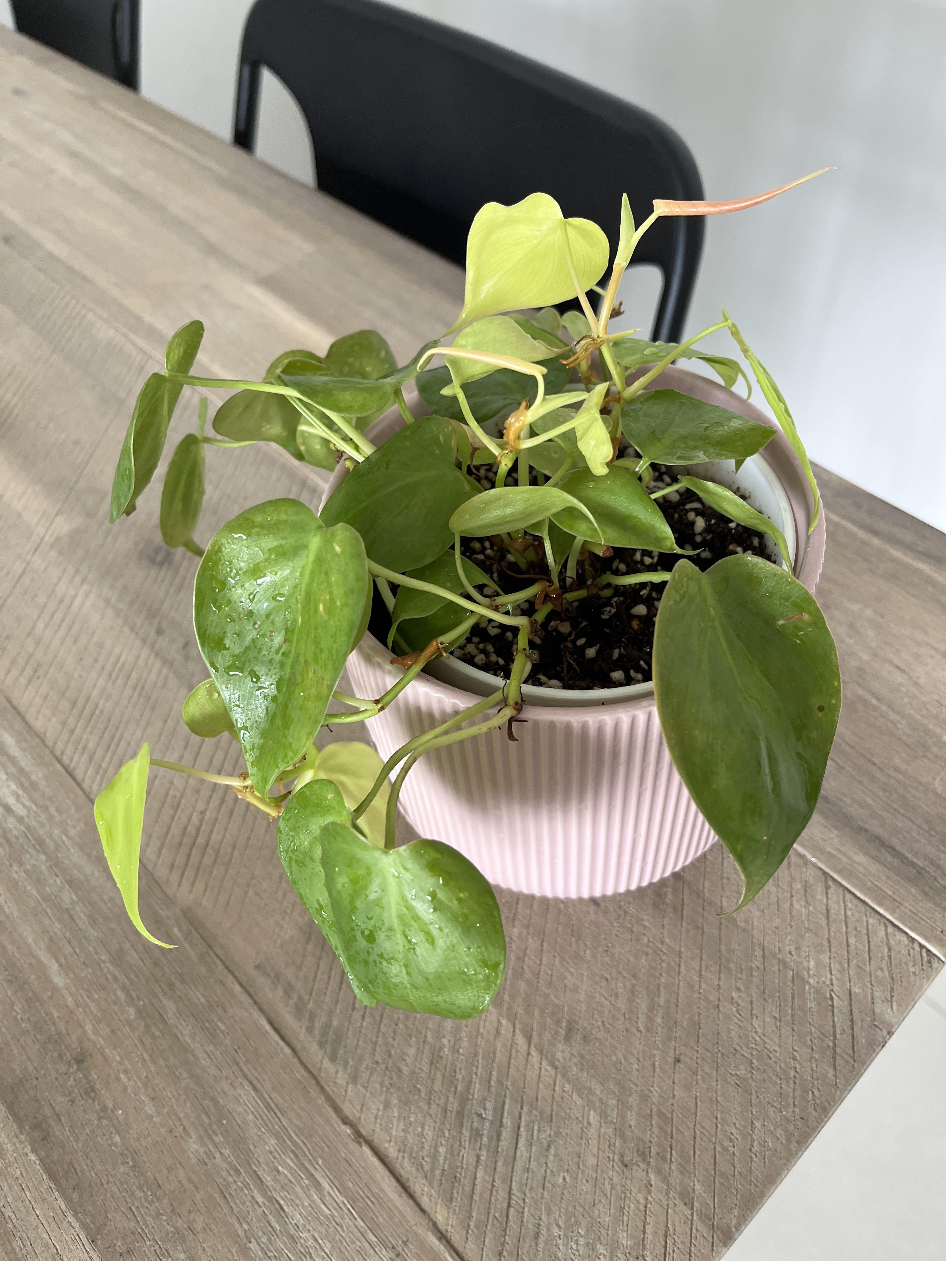 Philodendron with Ikea GRADVIS pot, Furniture & Home Living, Gardening ...