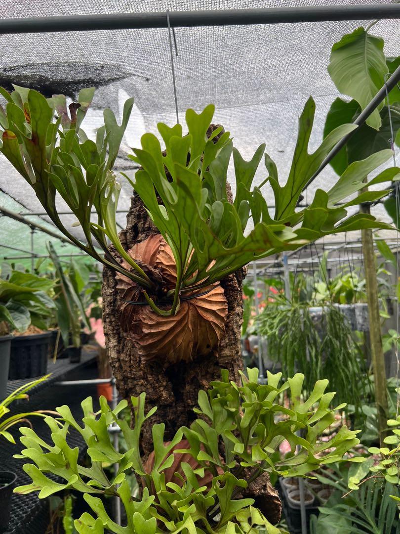 Platycerium ridleyi, Furniture & Home Living, Gardening, Plants & Seeds ...