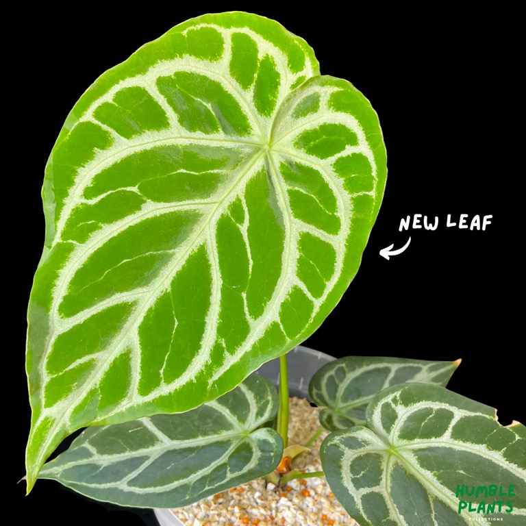 RARE Anthurium Selby's Silver INCLUDES Premium Aroid Mix + Plant Growth ...