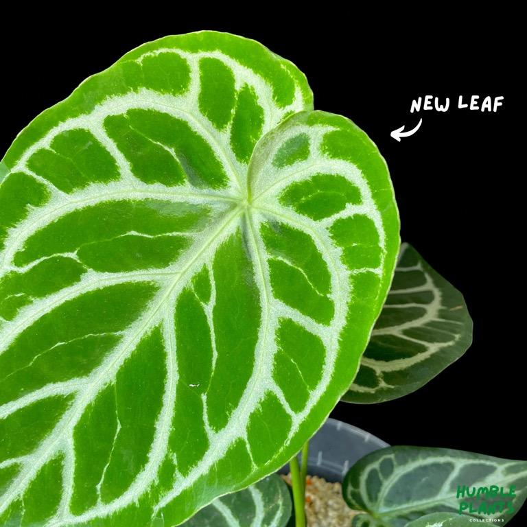 RARE Anthurium Selby's Silver INCLUDES Premium Aroid Mix + Plant Growth ...