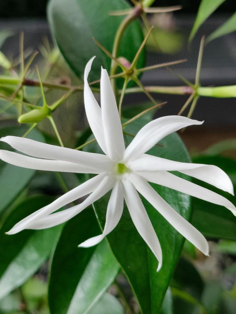 Jasmine Varieties: 14 Different Types Of Jasmine, 44% OFF