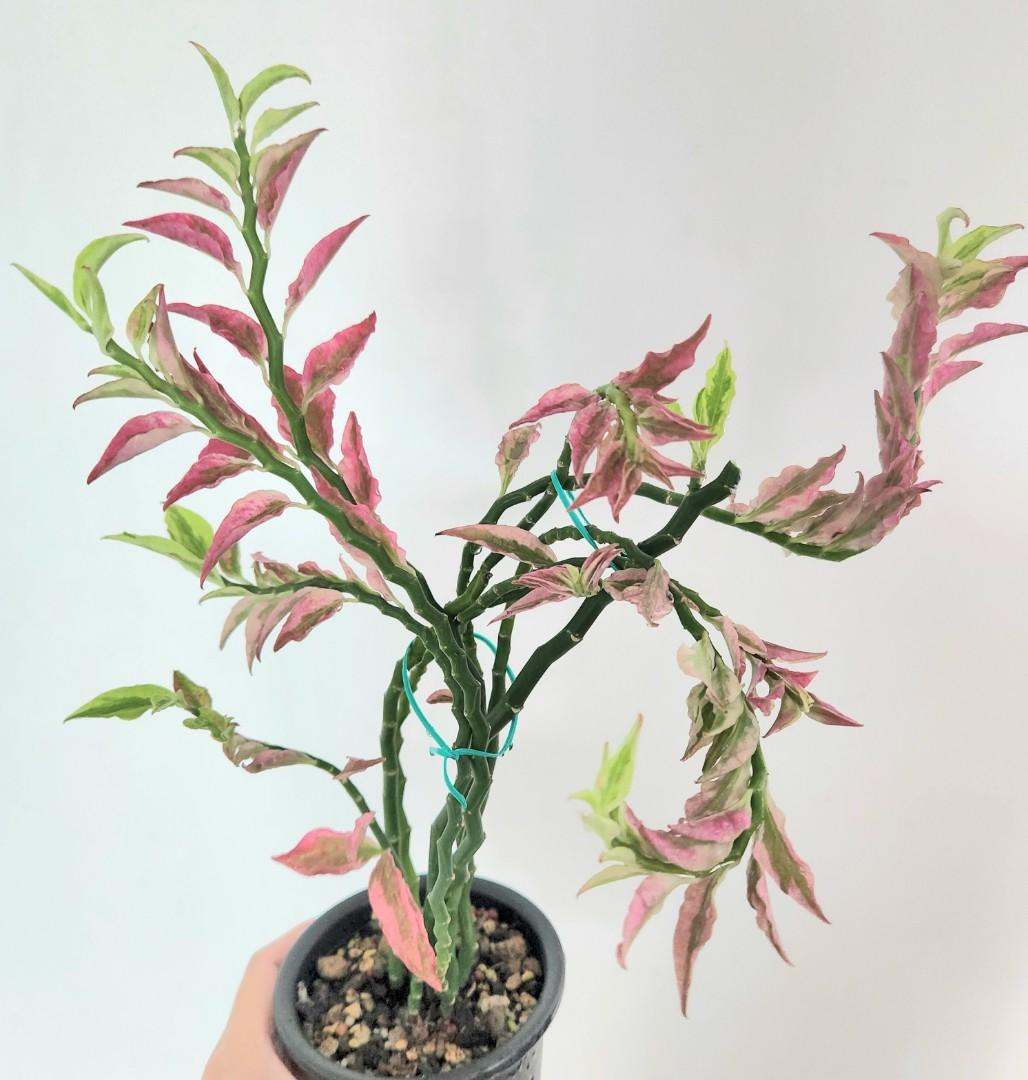 Variegated/pink devil's backbone, Furniture & Home Living, Gardening ...