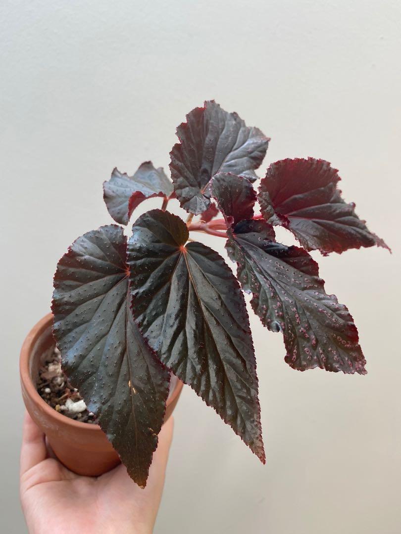 Begonia Arabian sunset, Furniture & Home Living, Gardening, Plants ...