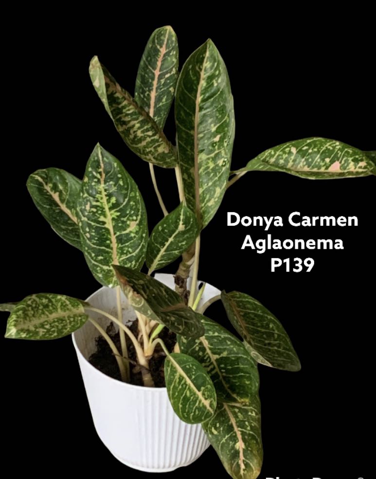 Donya Carmen Aglaonema, Furniture & Home Living, Gardening, Plants ...
