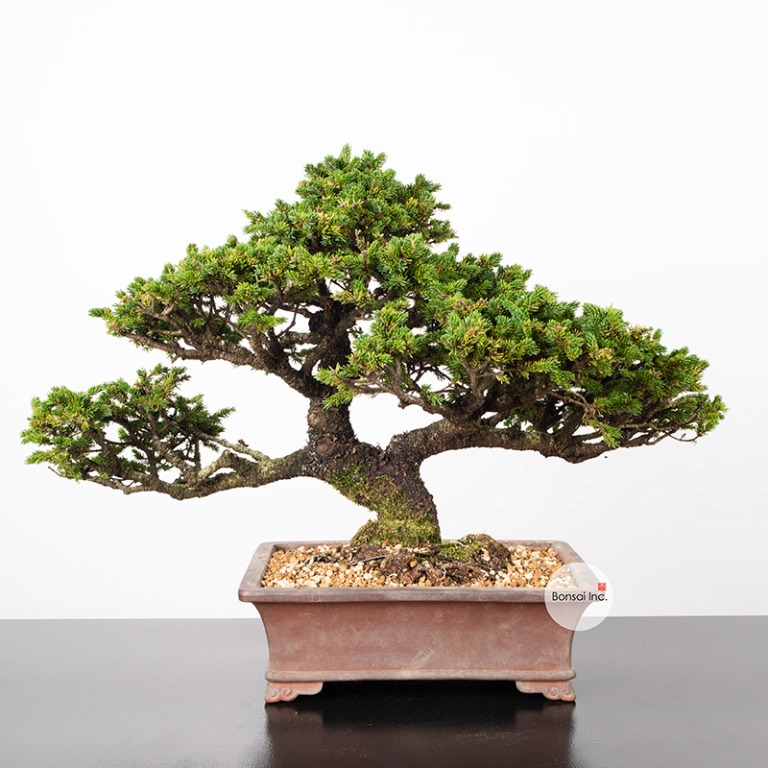 Japanese Spruce Pine Moyogi Bonsai, Furniture & Home Living, Gardening ...