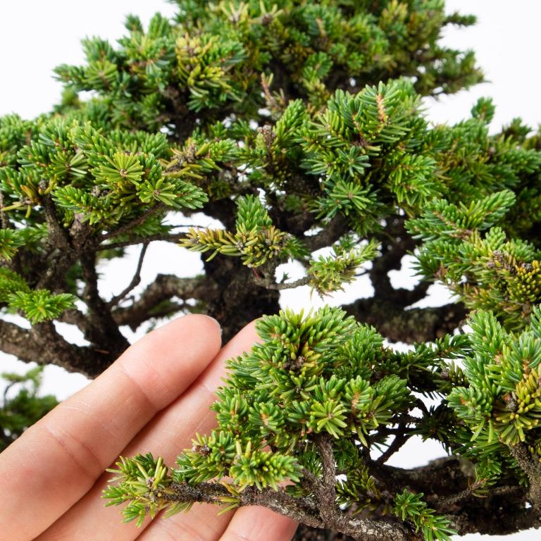 Japanese Spruce Pine Moyogi Bonsai, Furniture & Home Living, Gardening ...