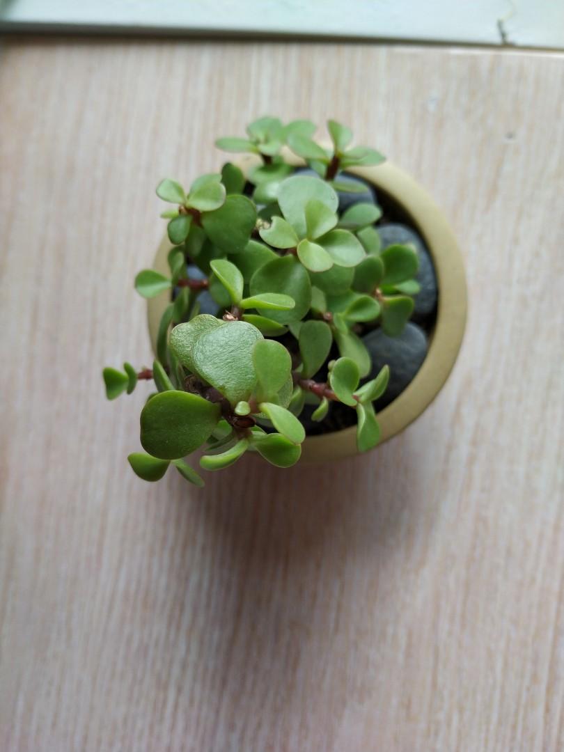 Mame bonsai jade plant, Furniture & Home Living, Gardening, Plants ...