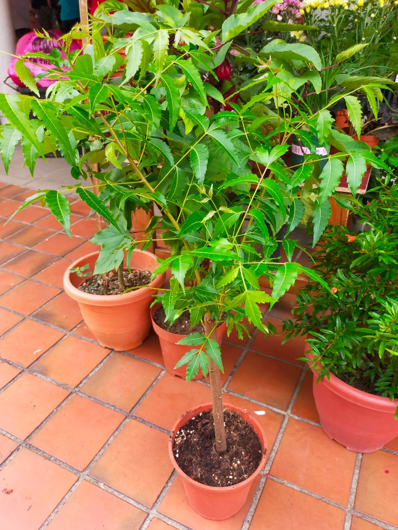 Nee plant, Furniture & Home Living, Gardening, Plants & Seeds on Carousell