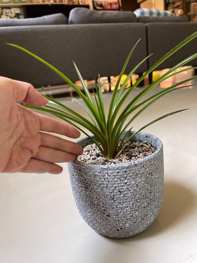 Red plant firecracker bromeliad neophytum xneophytum pineapple ...