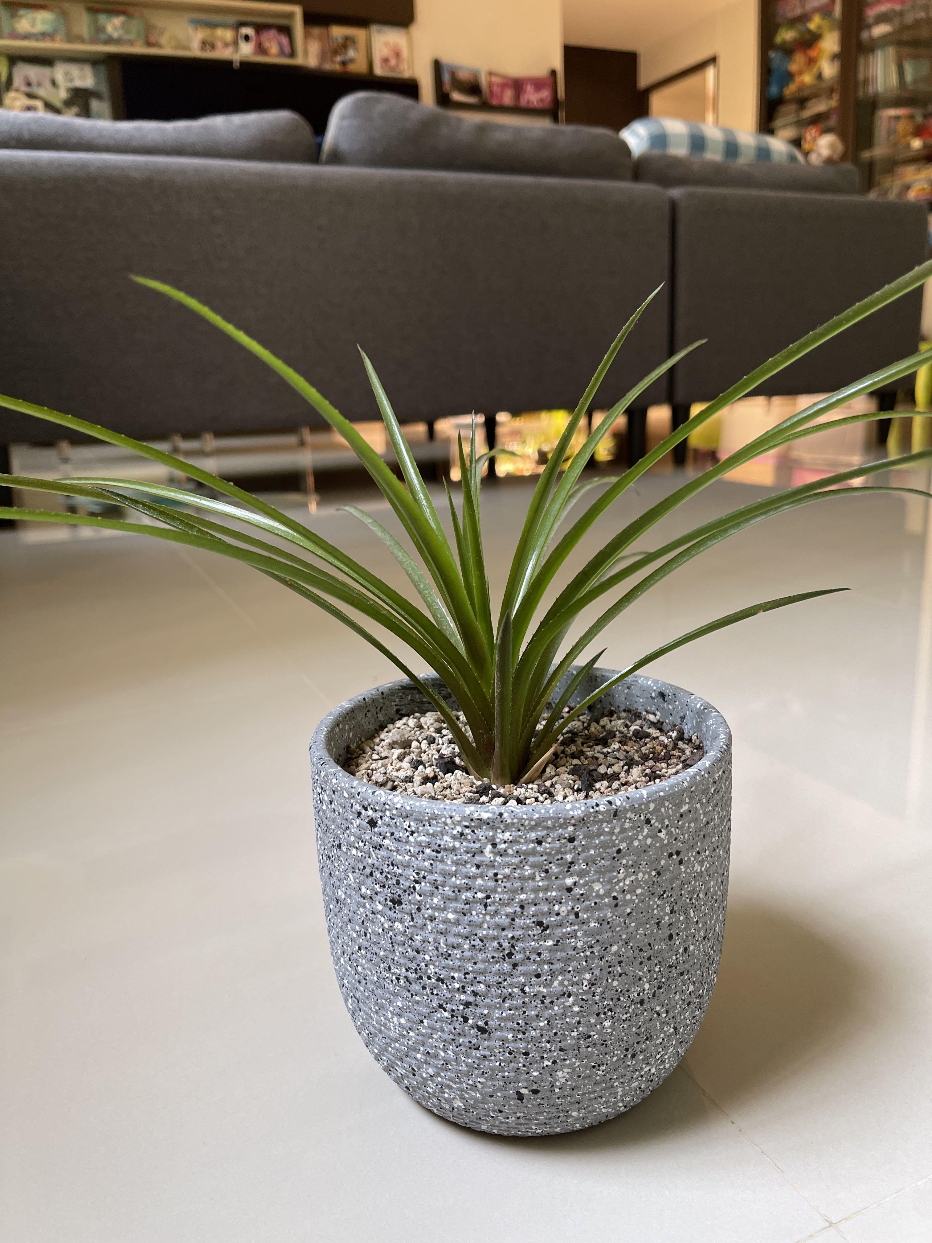 Red plant firecracker bromeliad neophytum xneophytum pineapple ...