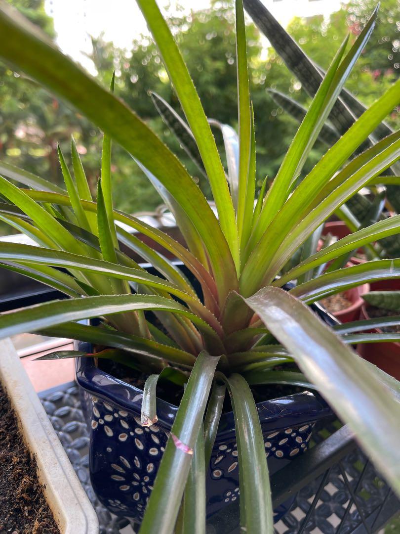 Red plant firecracker bromeliad neophytum xneophytum pineapple ...
